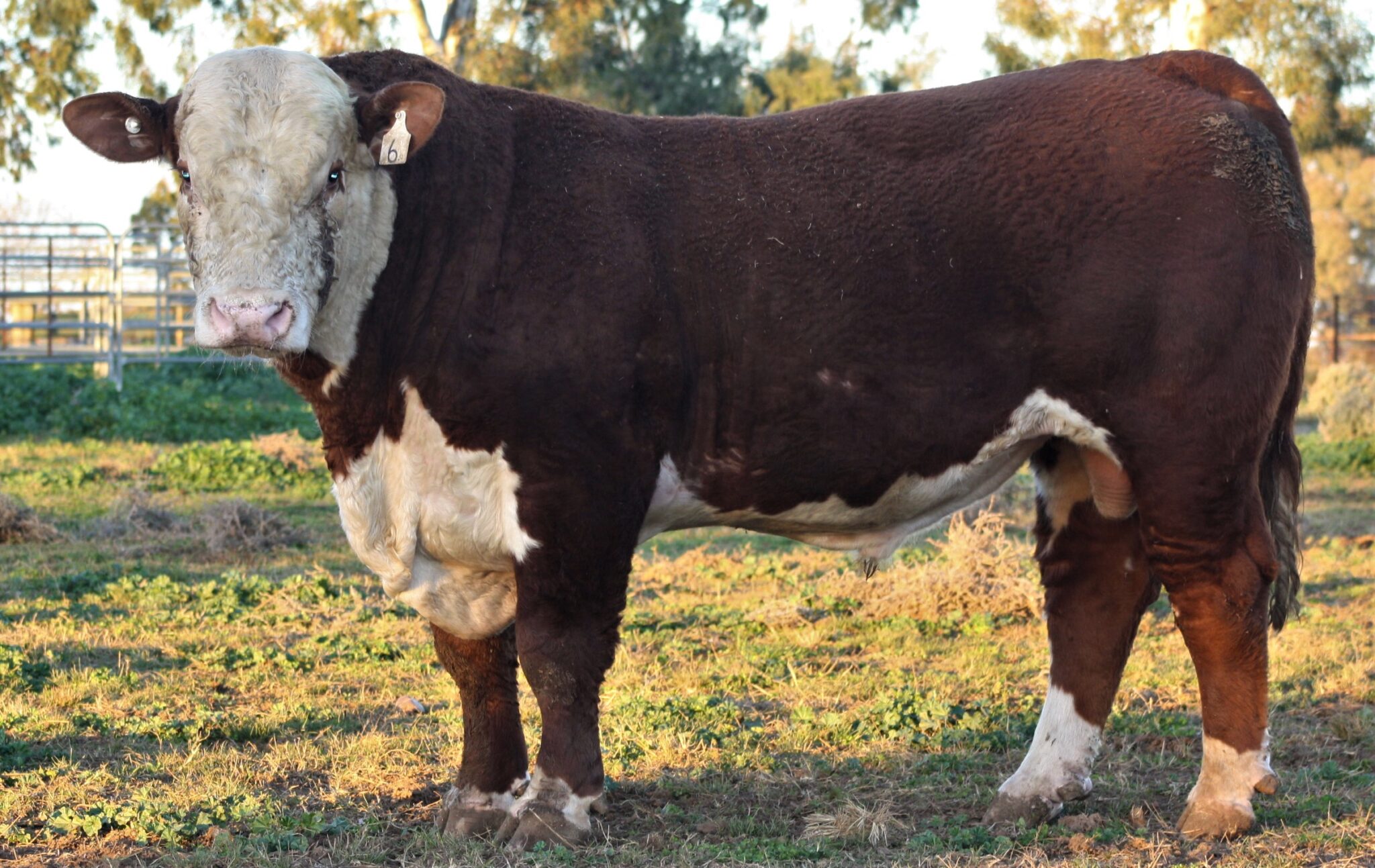 2021 Bull and Female Sale